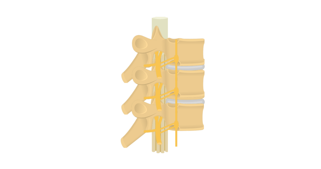 Thoracic Vertebrae: anatomy and labeled diagram | GetBodySmart