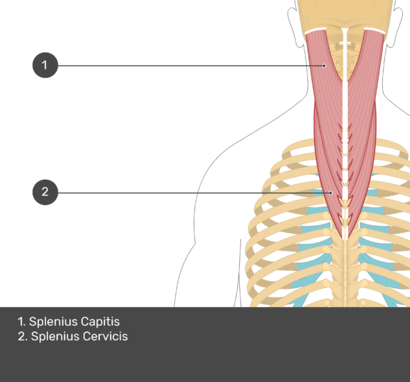 Splenius Capitis Muscle | GetBodySmart