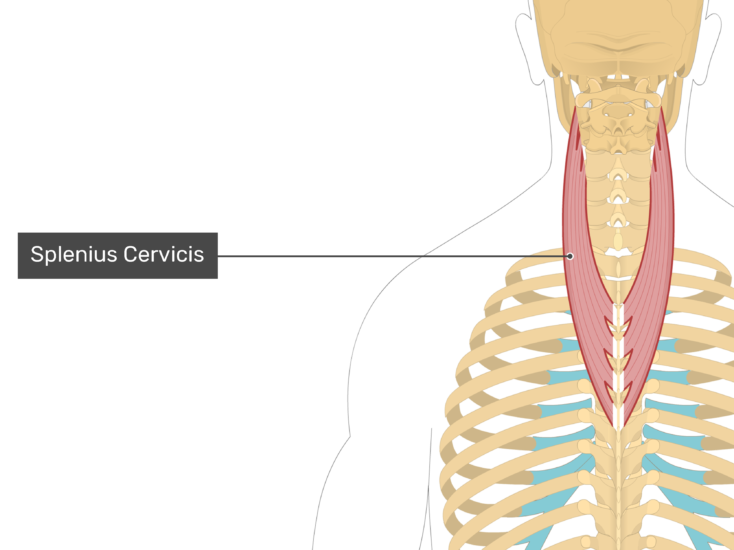 Splenius Cervicis Muscle | GetBodySmart