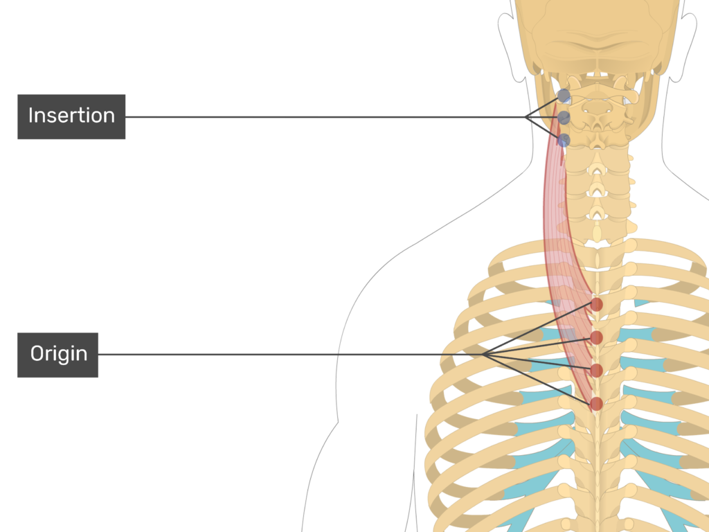 Splenius Cervicis Splenius Capitis Muscle | Complete Anatomy