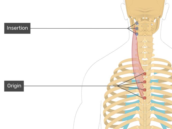 Splenius Cervicis Muscle | GetBodySmart