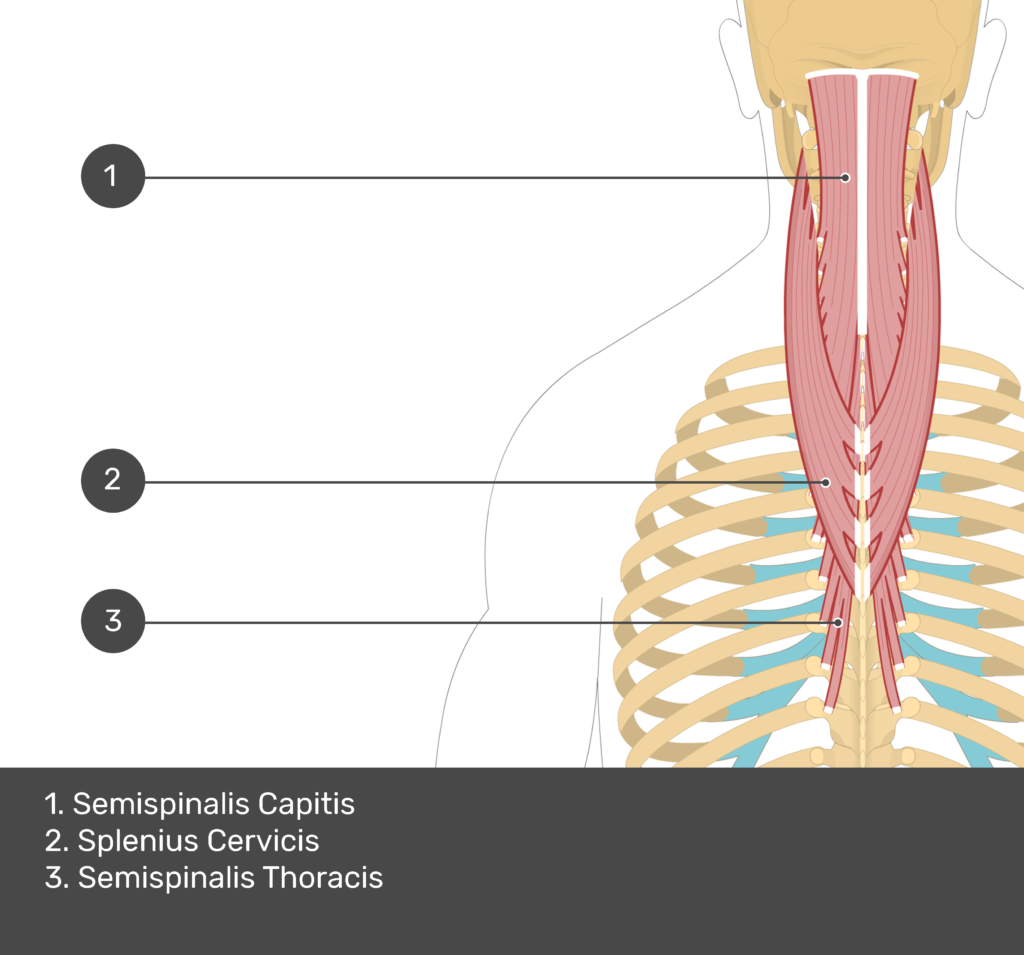 Splenius Capitis Origin And Insertion