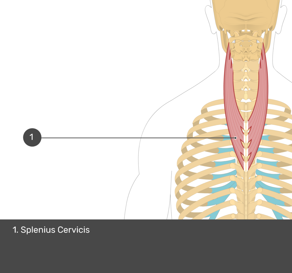 Splenius Cervicis Splenius Capitis Muscle | Complete Anatomy