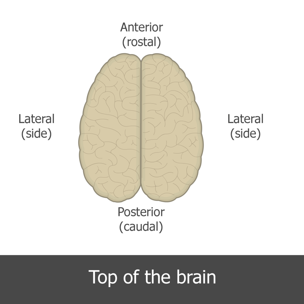 Views and planes of the brain | GetBodySmart