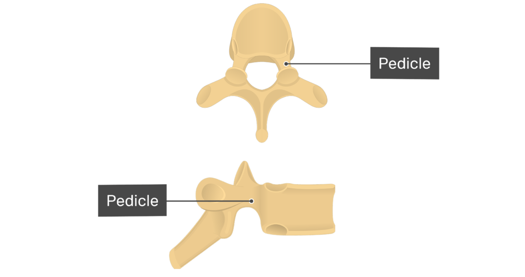 Thoracic Vertebrae: anatomy and labeled diagram | GetBodySmart