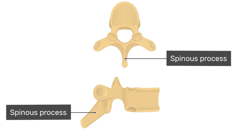 Thoracic Vertebrae: anatomy and labeled diagram | GetBodySmart