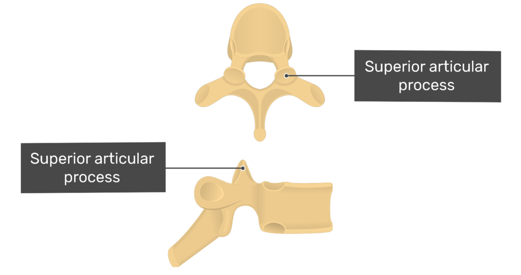 Labeled Thoracic Vertebrae