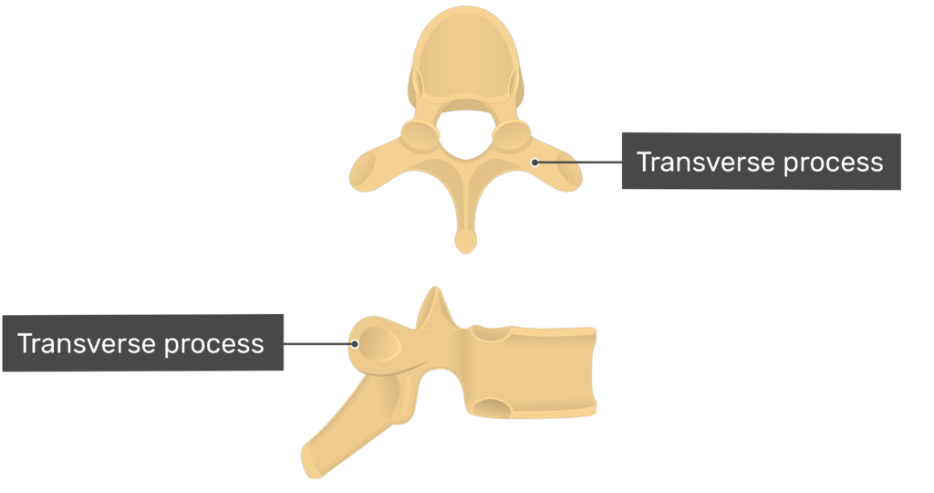 Transverse Process Of Thoracic Vertebrae
