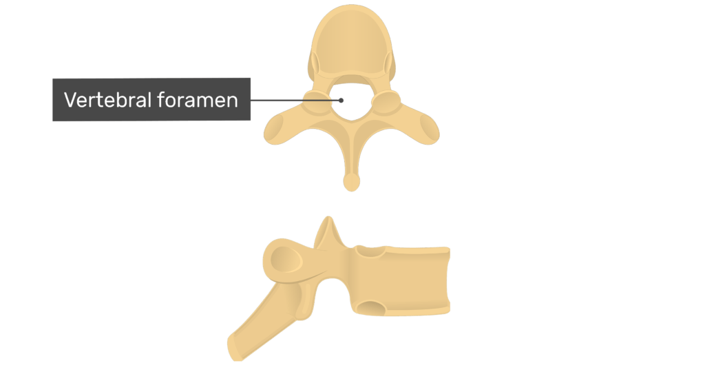 Thoracic Vertebrae Anatomy By Rev Med Thoracic Grepme