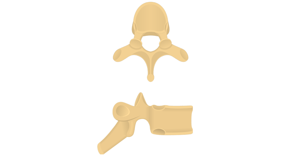 Unlabeled Vertebrae