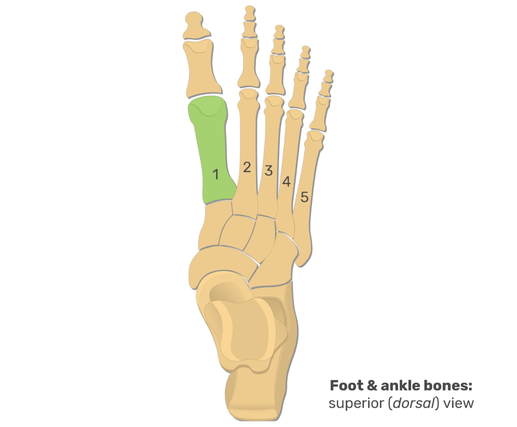 Phalanges Of The Foot