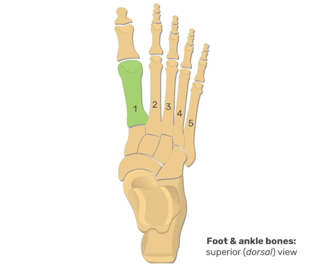 Metatarsal bones and foot phalanges: anatomy and diagram | GetBodySmart