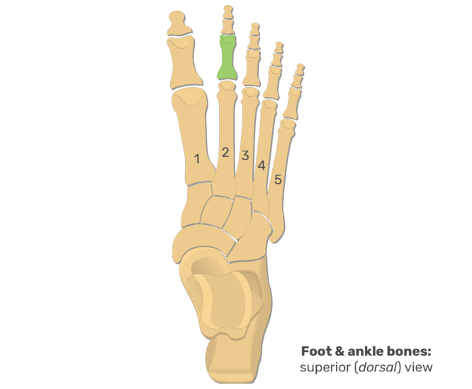 Metatarsal bones and foot phalanges: anatomy and diagram | GetBodySmart