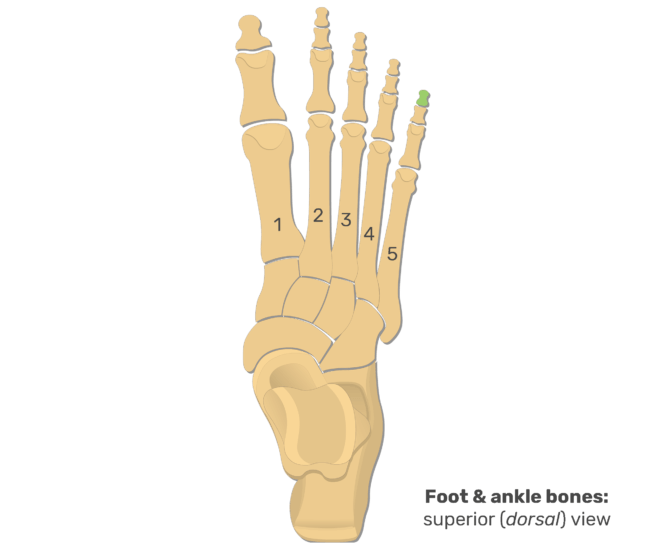 Metatarsal bones and foot phalanges: anatomy and diagram | GetBodySmart