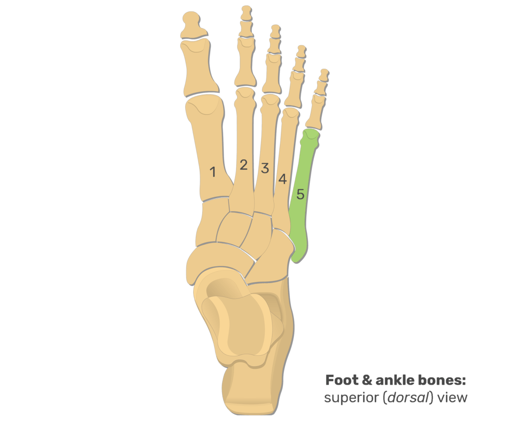 Tarsals Metatarsals And Phalanges