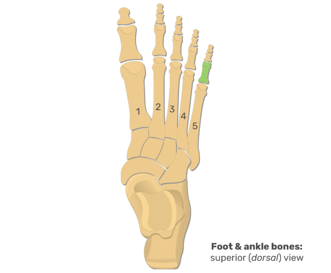 Metatarsal bones and foot phalanges: anatomy and diagram | GetBodySmart