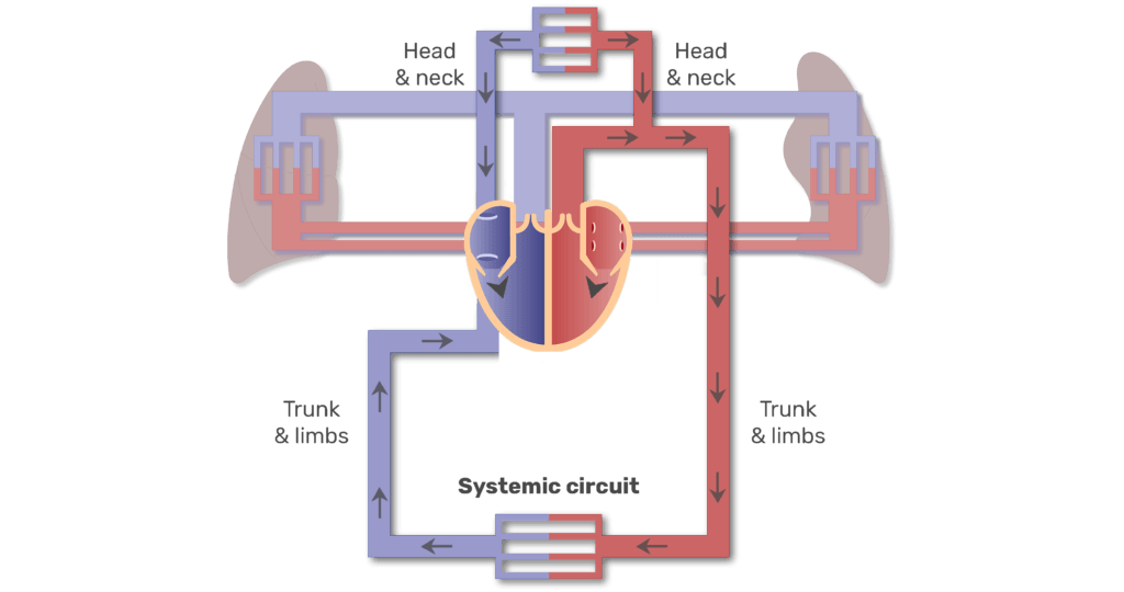 Cardiovascular System Heart Diagram