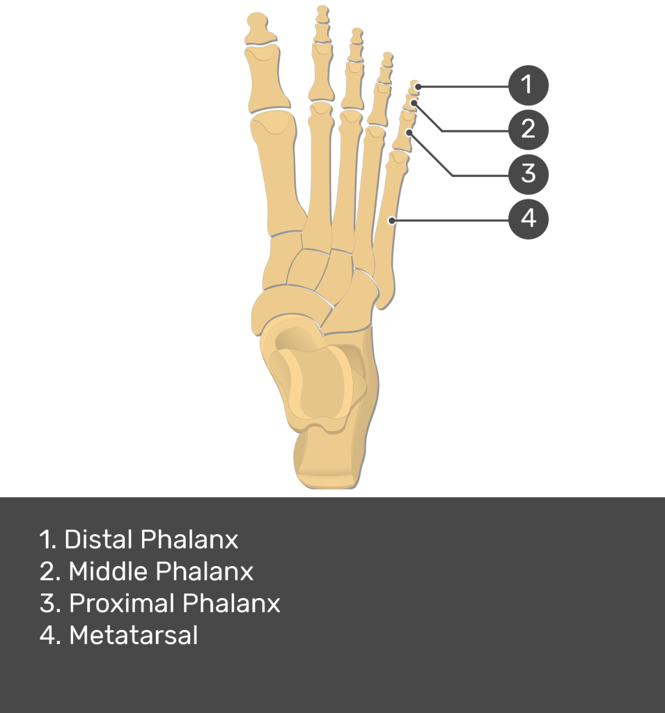 Distal Phalanges Foot
