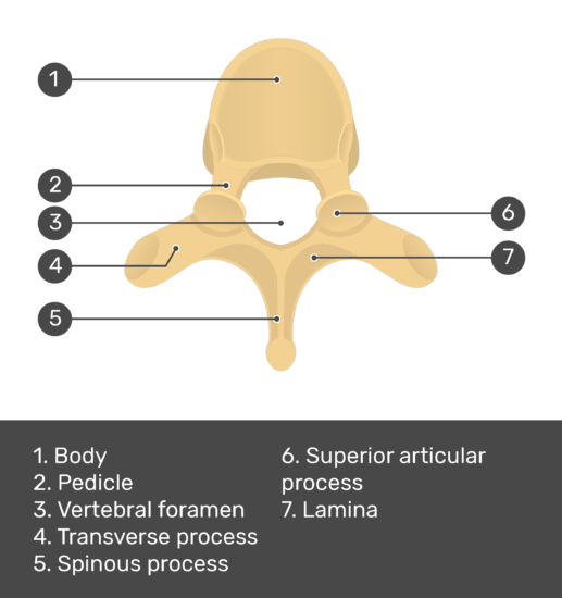 Thoracic Vertebrae Anatomy And Labeled Diagram Getbodysmart