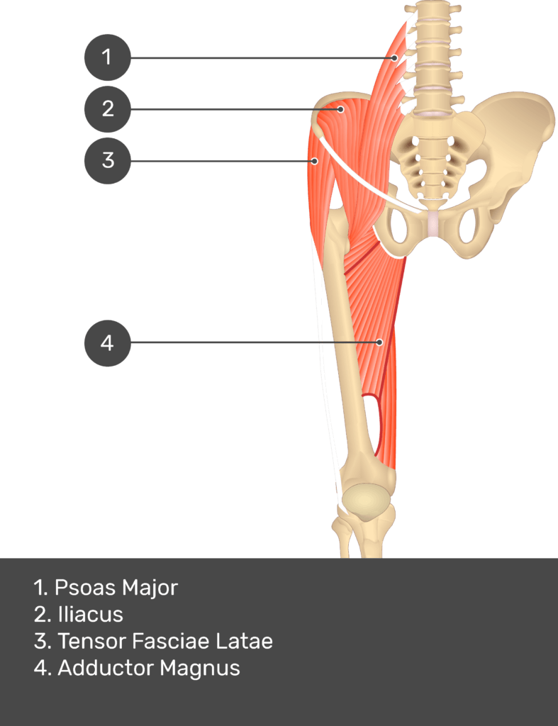 Tensor Fascia Lata Anatomy Tensor Fascia Lata Muscle #6 Greeting Card