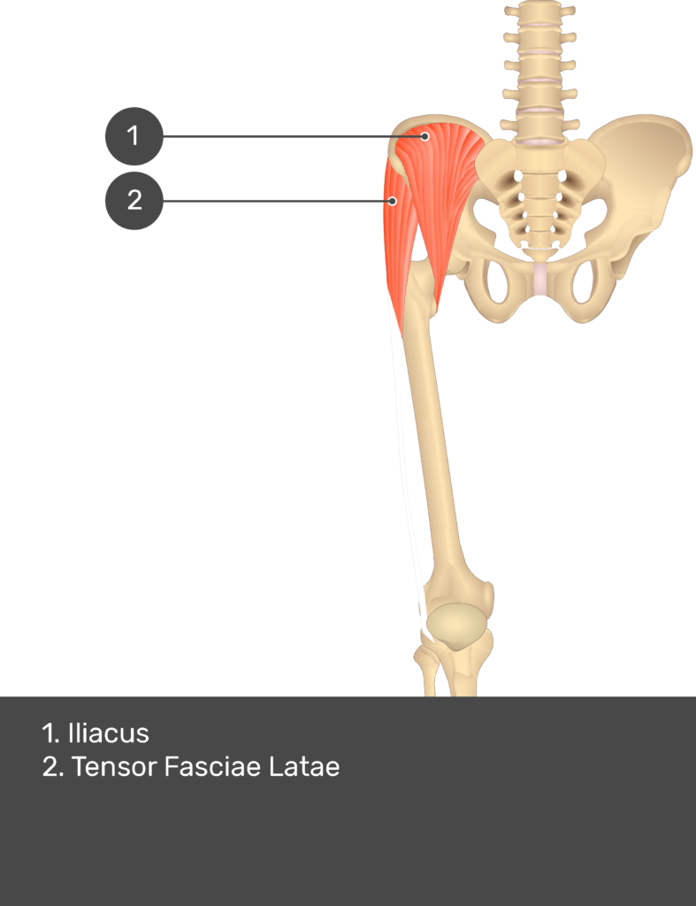 Tensor Fasciae Latae: attachments, action, innervation | GetBodySmart