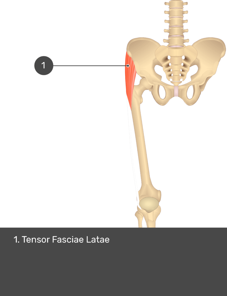 Tensor Fasciae Latae: attachments, action, innervation | GetBodySmart