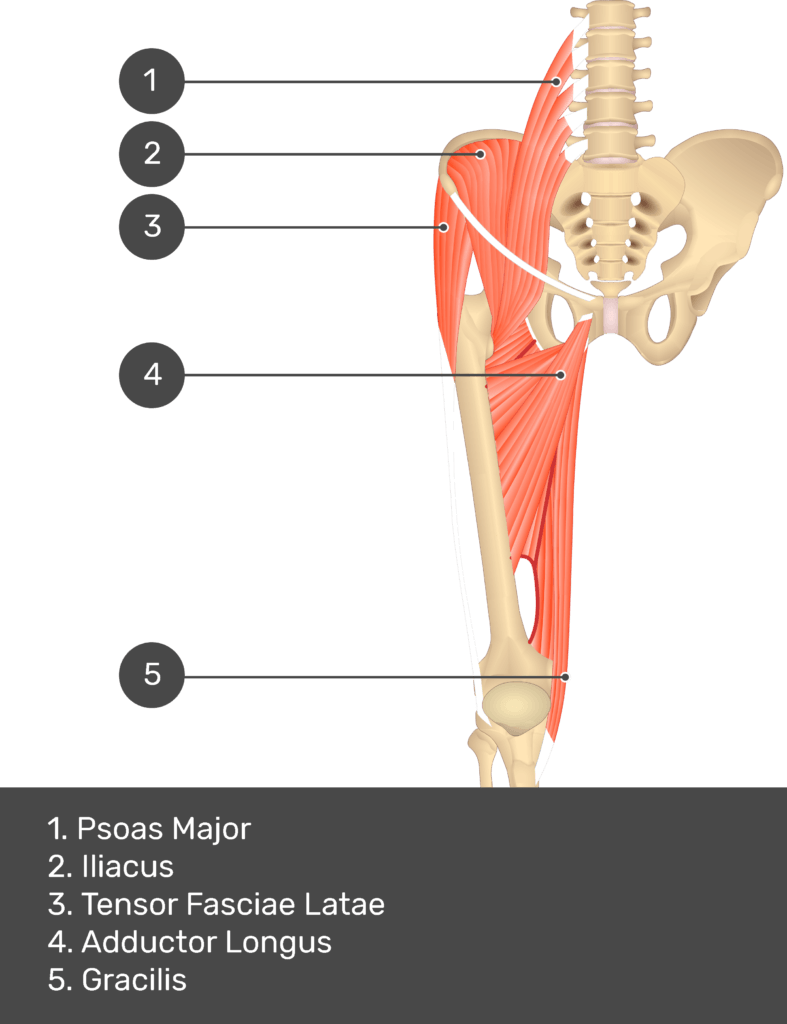 Tensor Fasciae Latae: attachments, action, innervation | GetBodySmart