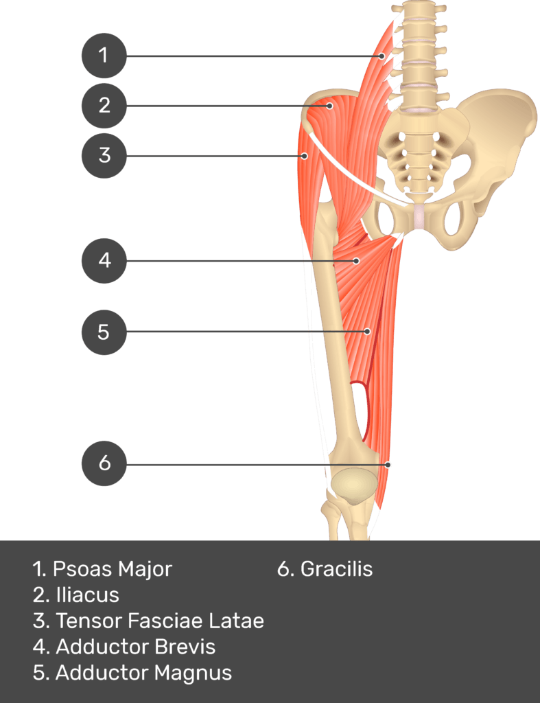 Tensor Fasciae Latae: attachments, action, innervation | GetBodySmart