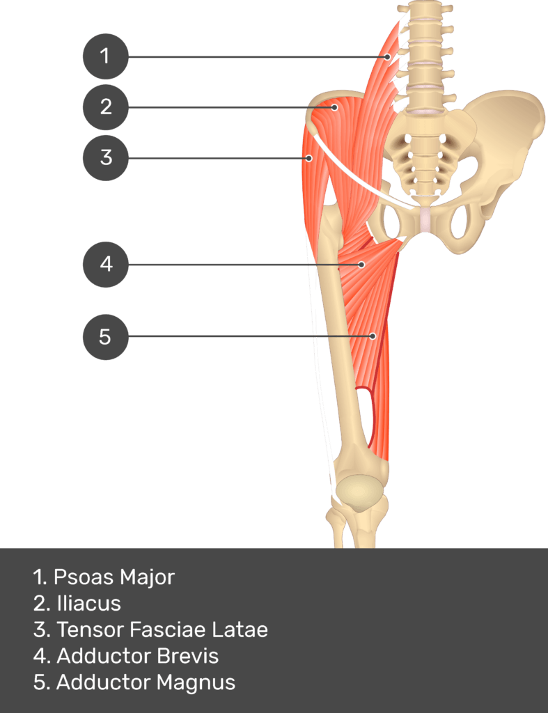 Tensor Fasciae Latae: attachments, action, innervation | GetBodySmart