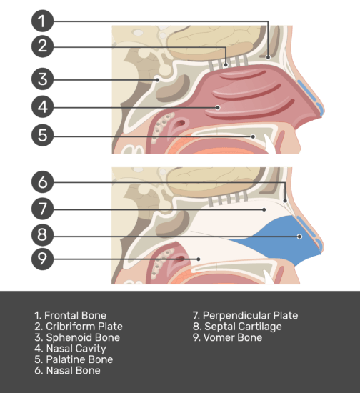 Supportive Bones and Cartilages of the Nasal Cavity | GetBodySmart