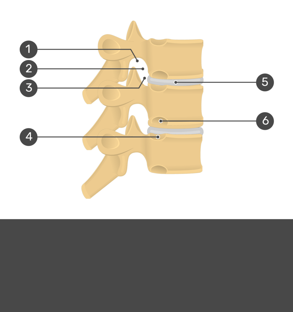 Thoracic Vertebrae: anatomy and labeled diagram | GetBodySmart