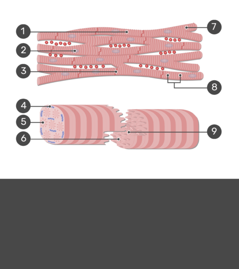 Cardiac muscle tissue: function and labeled diagram | GetBodySmart