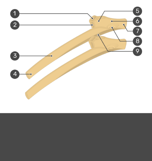 Structure of the Ribcage and Ribs | GetBodySmart