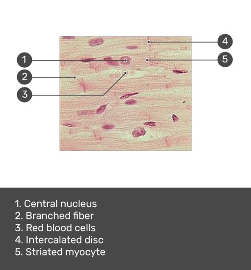Cardiac Muscle Tissue Function And Labeled Diagram Getbodysmart