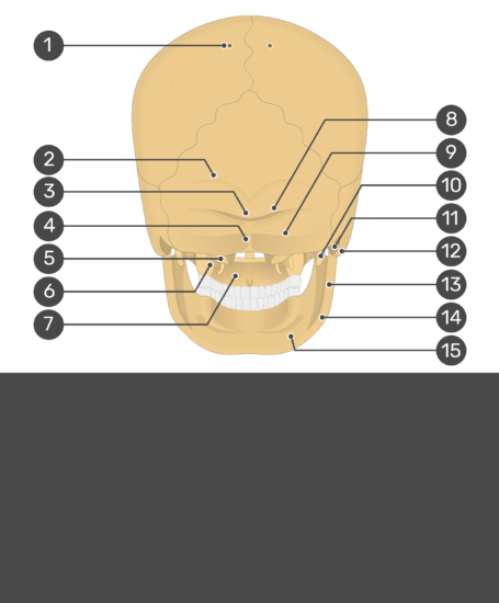 Posterior View of the Skull Bones | GetBodySmart