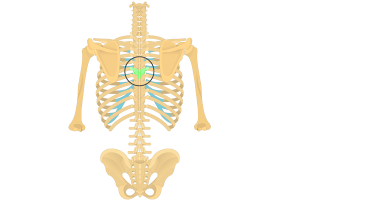 Thoracic Vertebrae: anatomy and labeled diagram | GetBodySmart