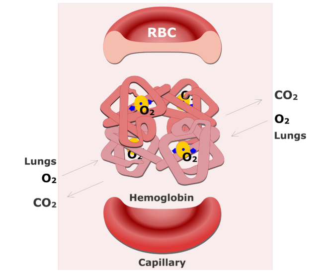 Red blood cells (erythrocytes) | GetBodySmart