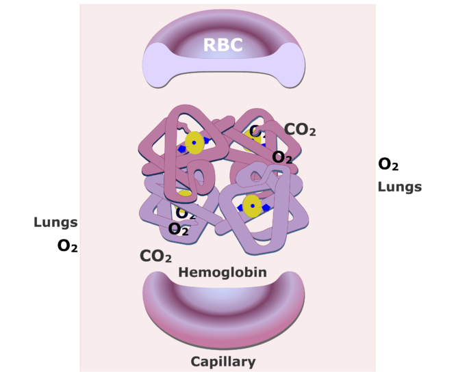 Red blood cells (erythrocytes) | GetBodySmart