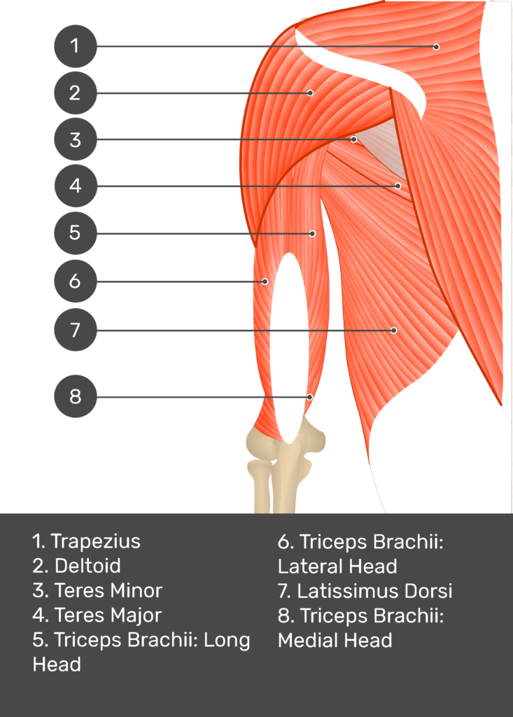 Triceps Brachii Muscle Head