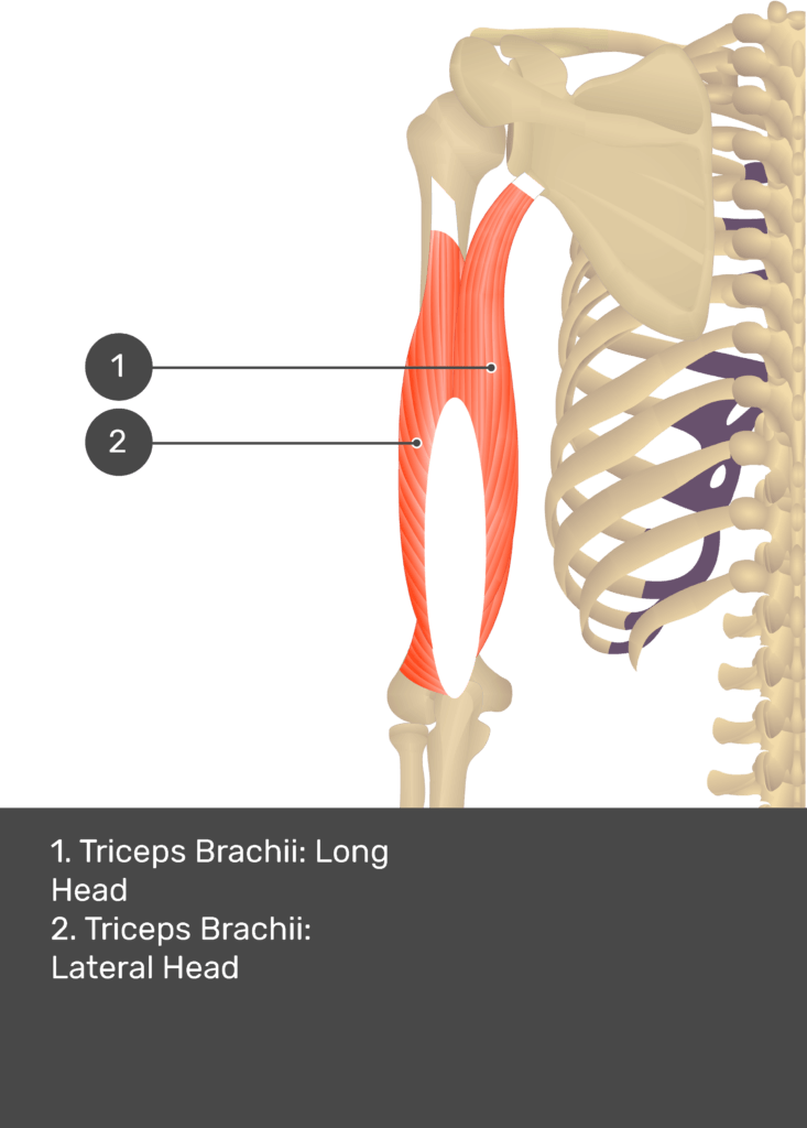 Triceps brachii muscle: heads, anatomy and diagrams | GetBodySmart