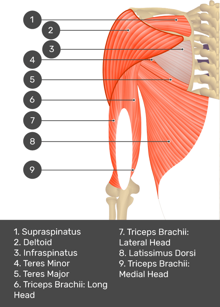 Triceps Anatomy Diagram Face Muscles