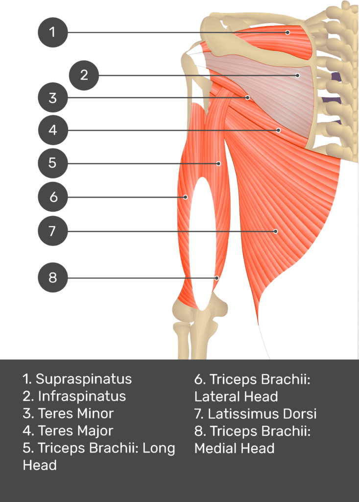 Biceps Brachii And Triceps Brachii