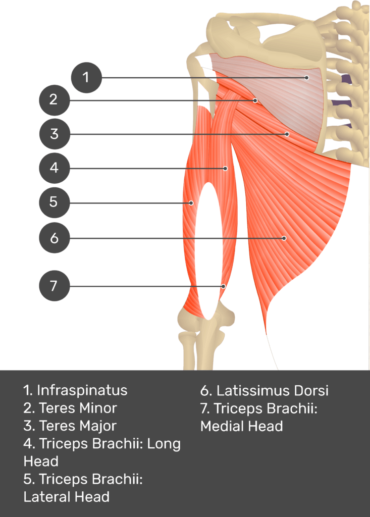 Triceps brachii muscle: heads, anatomy and diagrams | GetBodySmart