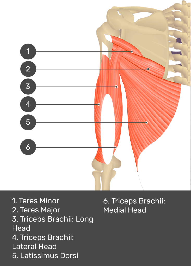 Triceps brachii muscle: heads, anatomy and diagrams | GetBodySmart