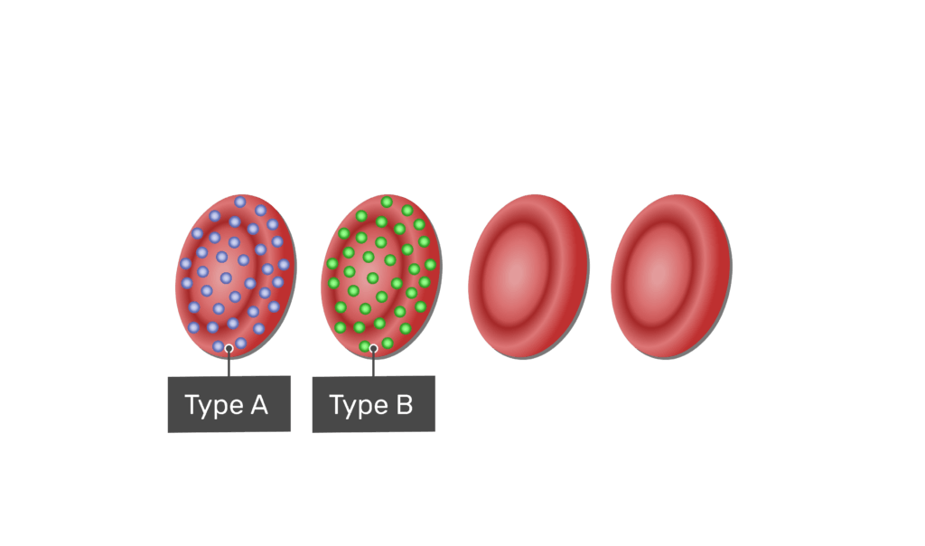 Types Of Red Blood Cells