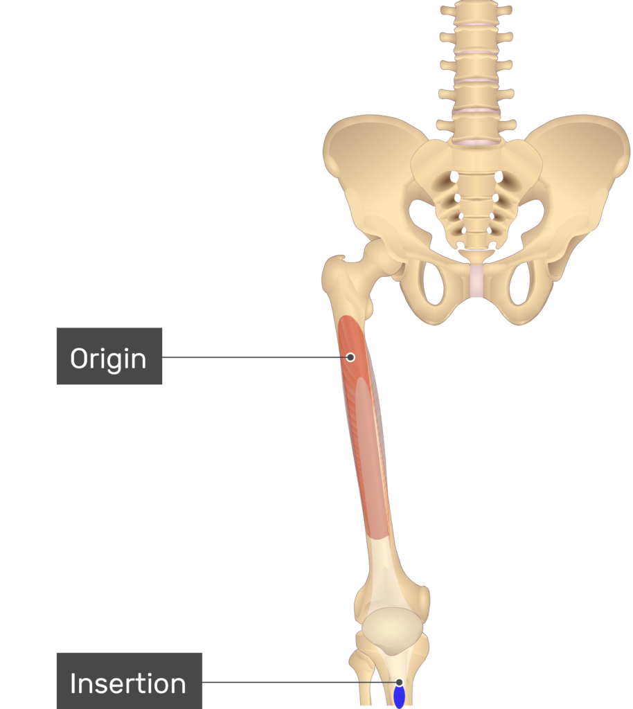 Quadriceps Femoris Muscle Origin Insertion And Function Quadriceps