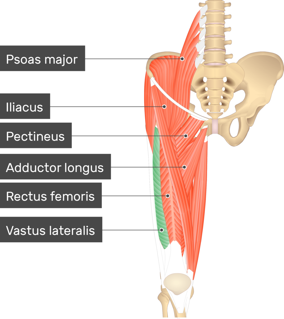 Rectus Femoris Muscle Origin And Insertion