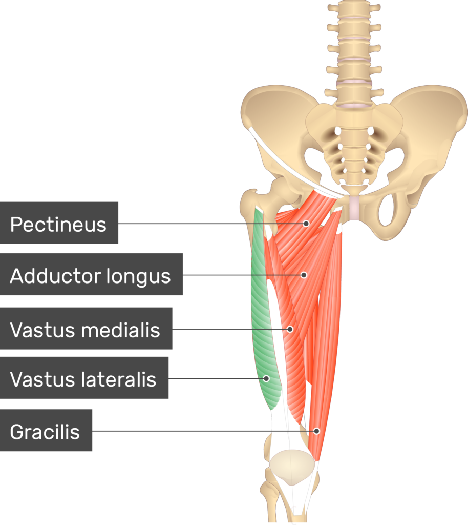 Vastus Lateralis Stockvector Rectus Femoris Muscle As One Of