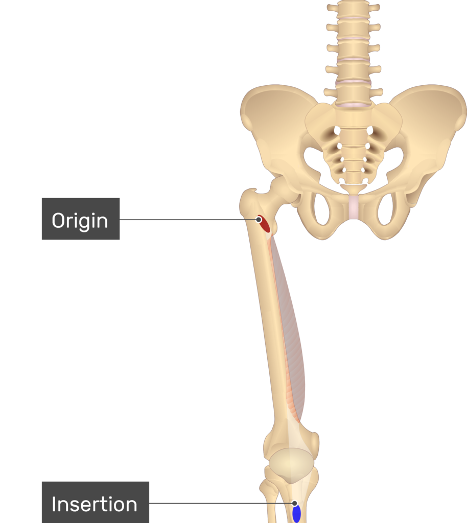 Rectus Femoris Muscle Origin And Insertion