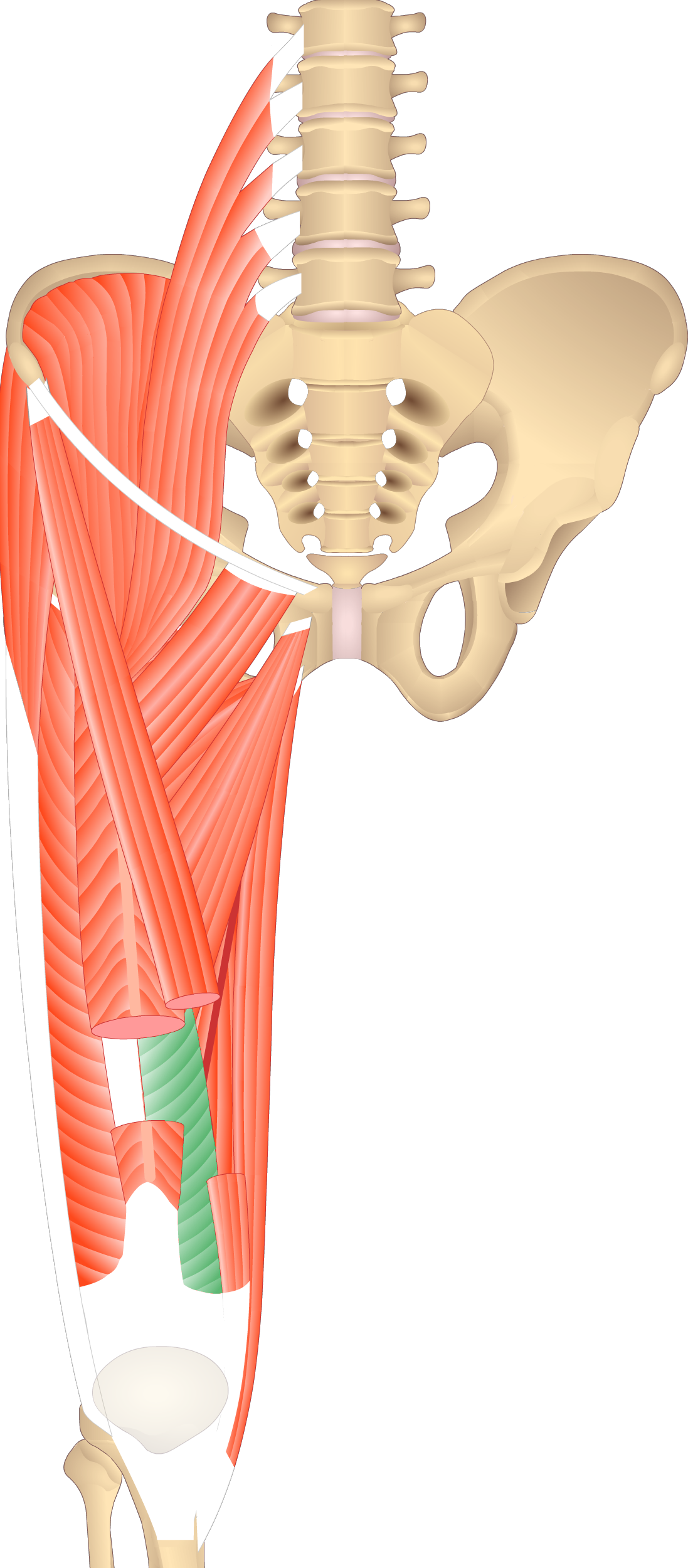 What Is The Origin Of Quadriceps